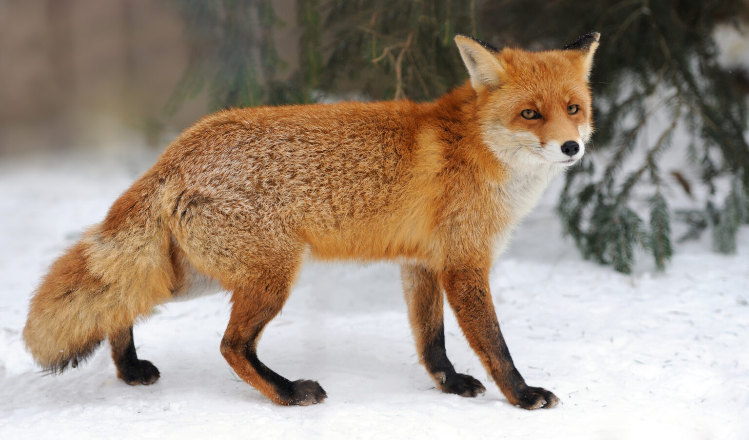 Animals in Tennessee Mountains: Exploring Diverse Wildlife